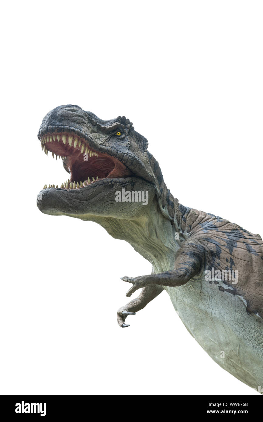 Tyrannosaurus rex isolated on white background. Tyrannosaurus rex is a carnivore dinosaur lived ...