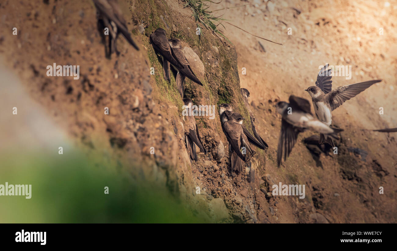 Bank swallow nest hi-res stock photography and images - Alamy