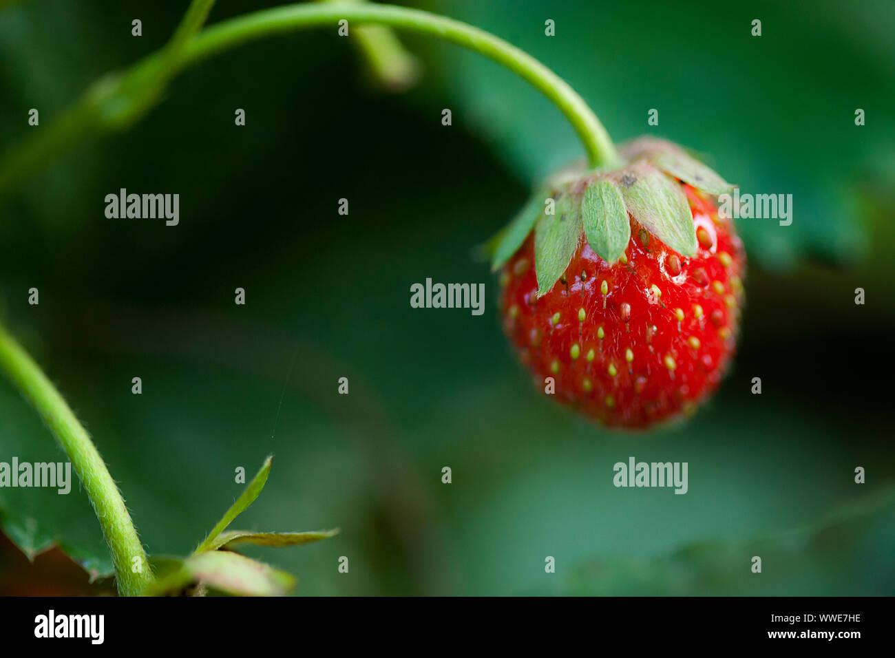 Red green strawberry closeup hi-res stock photography and images - Alamy