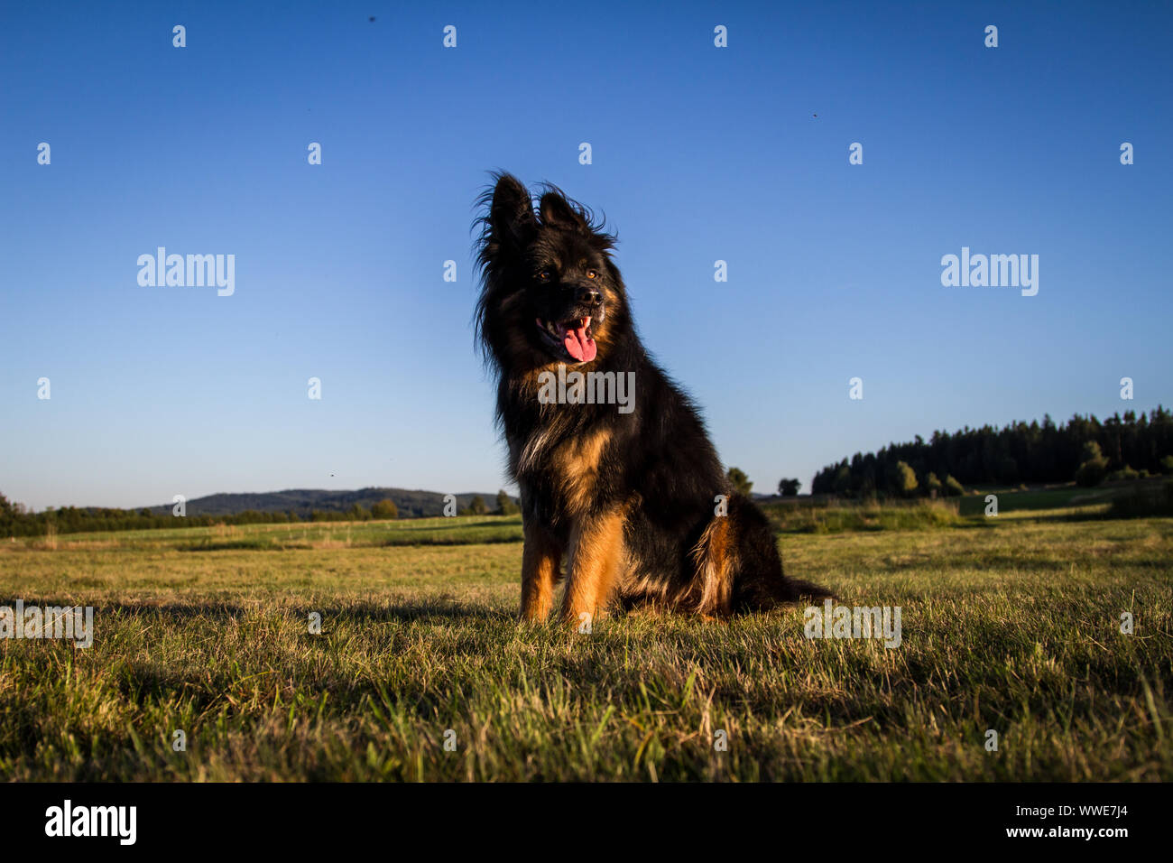 Senior Old German Shepherd dog, 11 years old, sitting on a meadow, in ...
