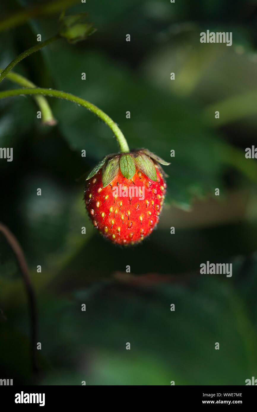 Red strawberry close up with green background. Strawberry is in a ...