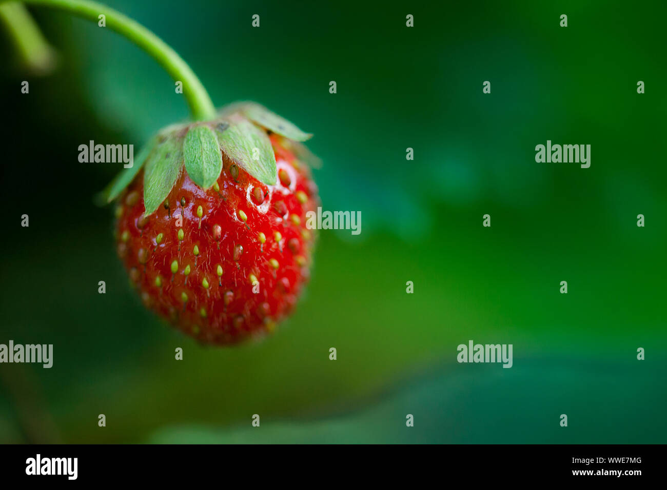 Red strawberry close up with green background. Strawberry is in a ...