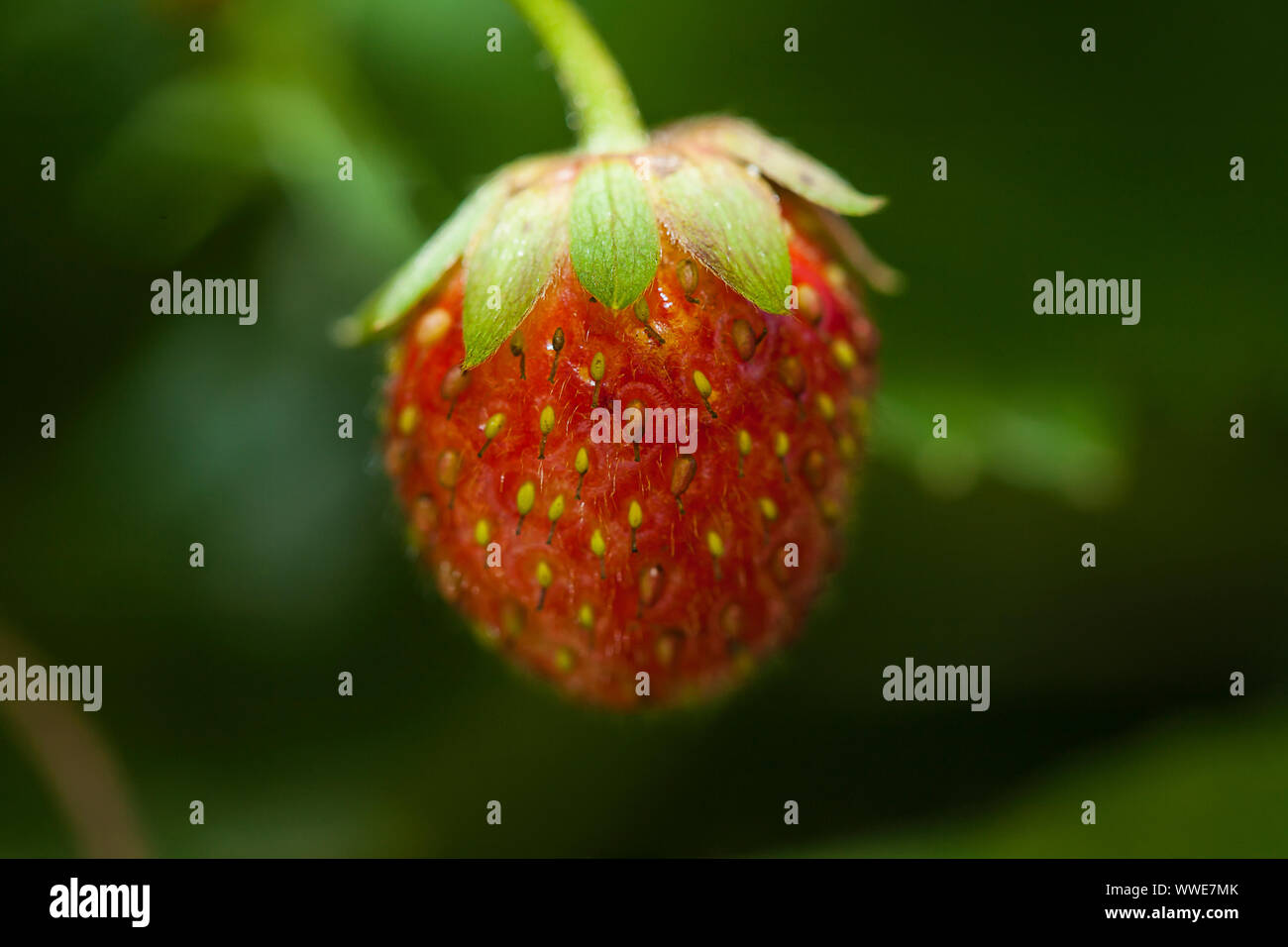 Red strawberry close up with green background. Strawberry is in a ...