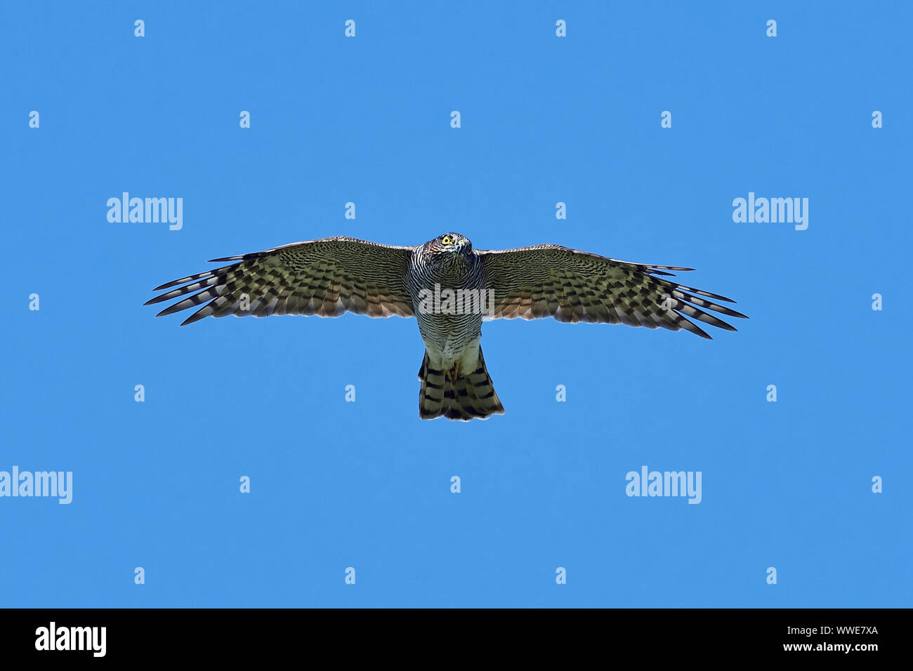 Eurasian sparrowhawk in flight with blue skies in the background Stock ...