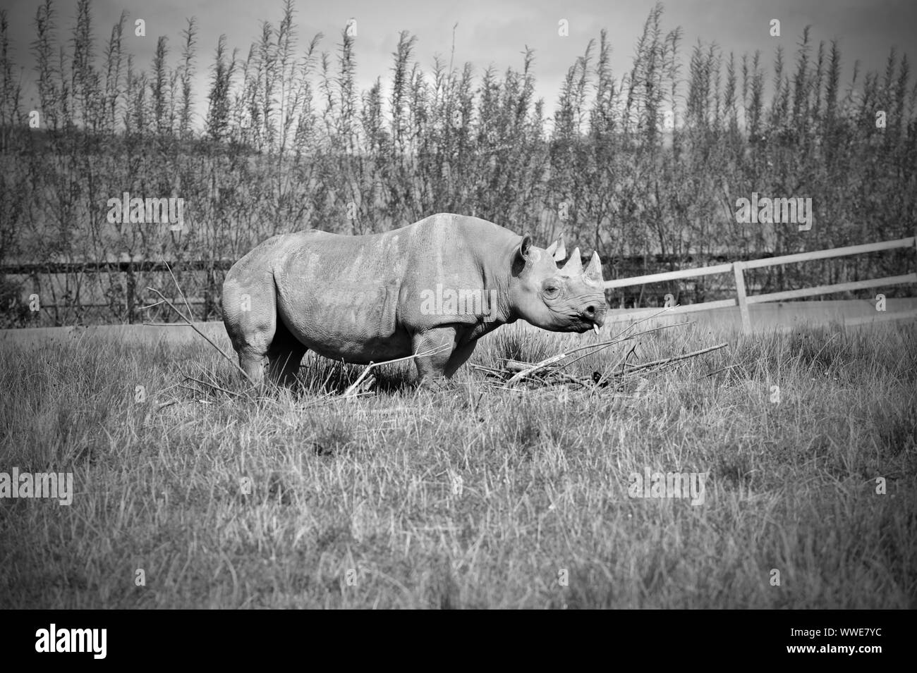 Rhino Folly Farm Stock Photo - Alamy