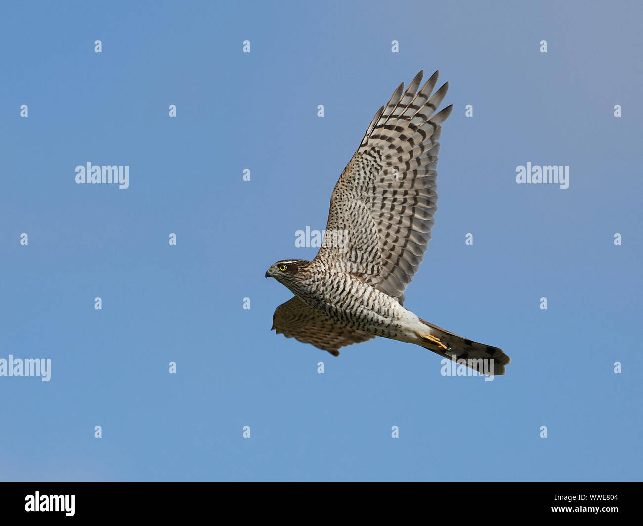 Eurasian sparrowhawk in flight with blue skies in the background Stock ...