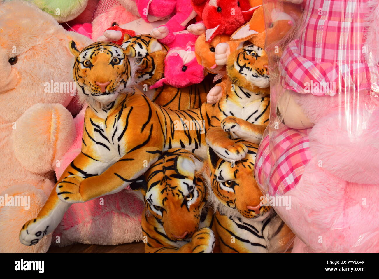 Teddy royal bengal tigers Stock Photo - Alamy