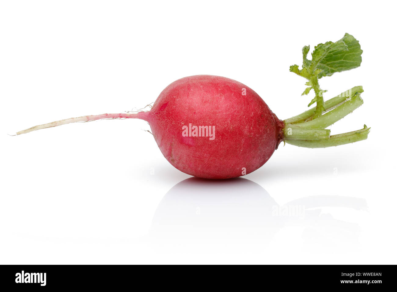 Single fresh red radish isolated on white background Stock Photo - Alamy