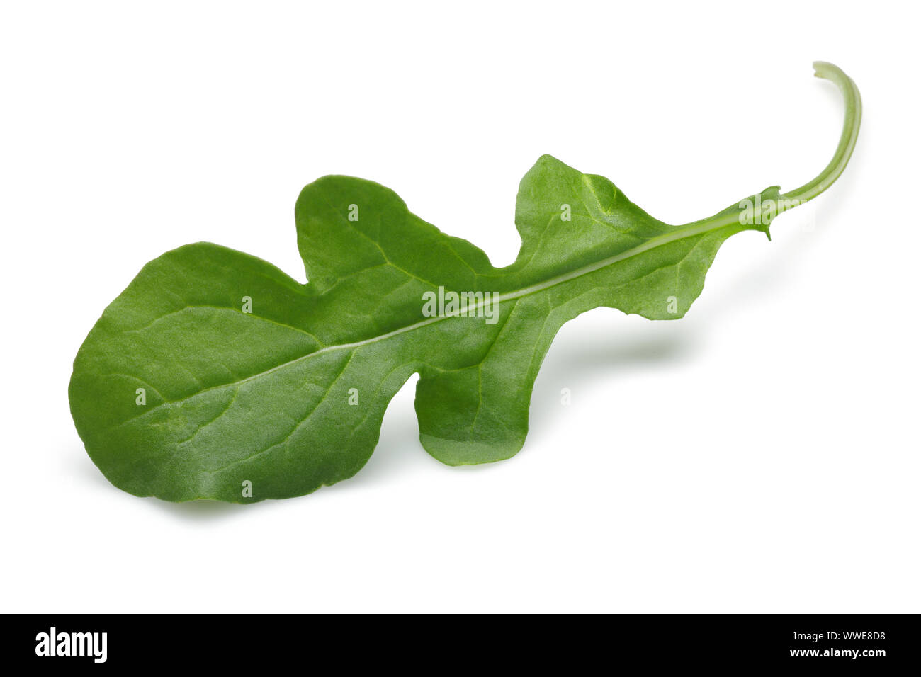 A leaf of fresh rucola isolated on white background Stock Photo - Alamy