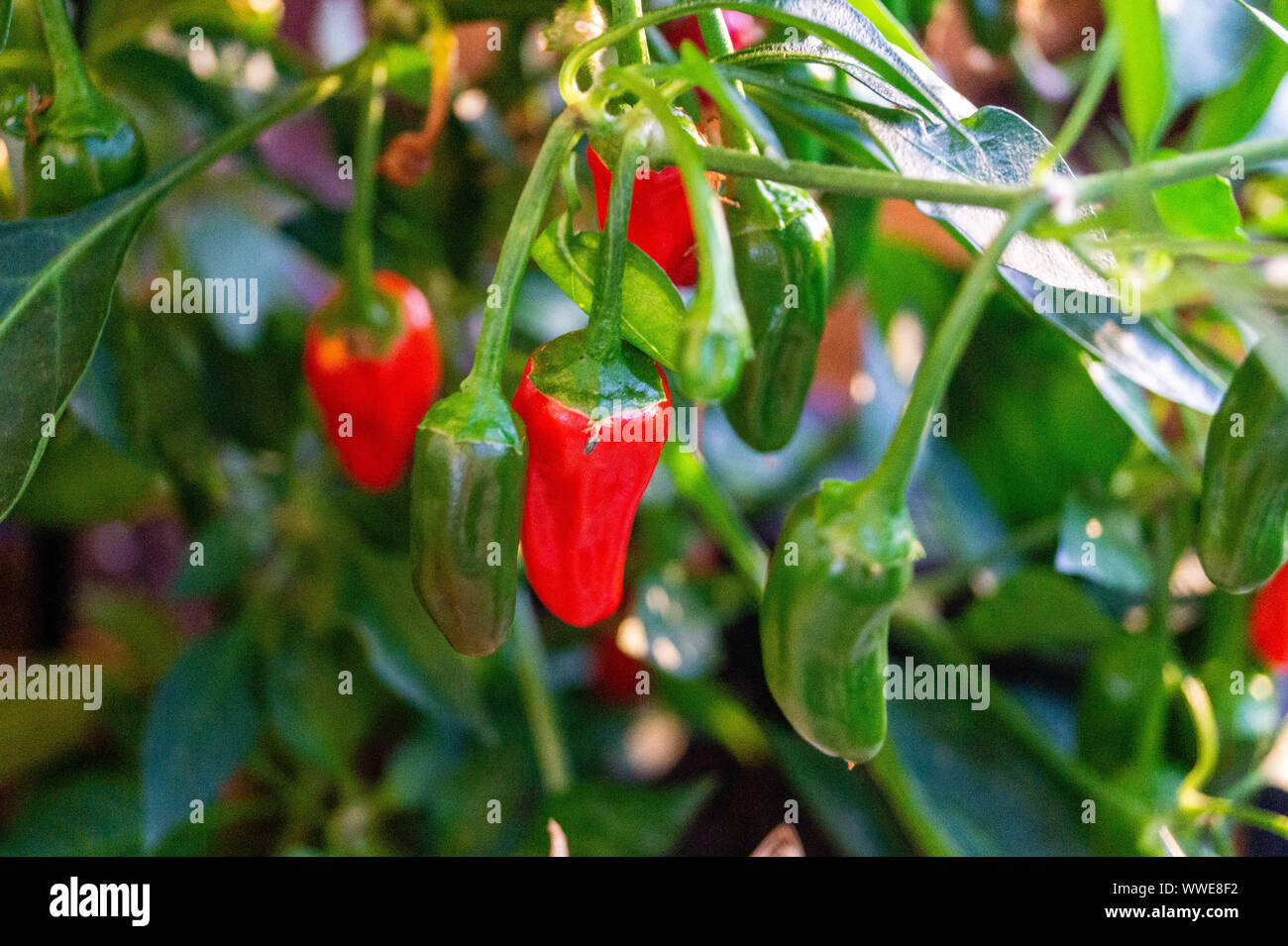 Piri Piri red hot chilli pepper Stock Photo - Alamy