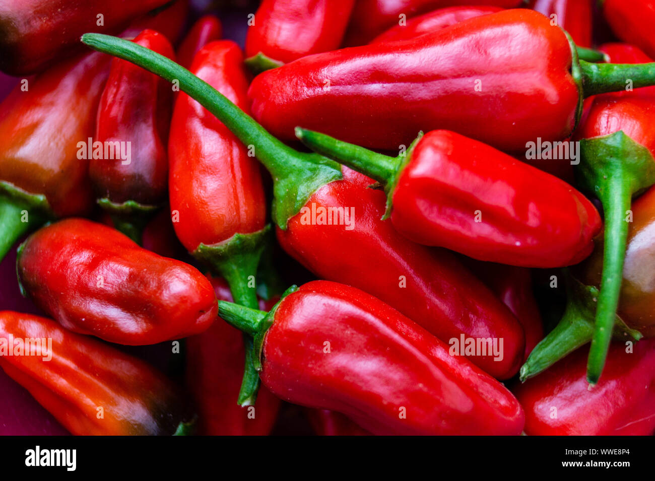 Piri Piri red hot chilli pepper Stock Photo - Alamy