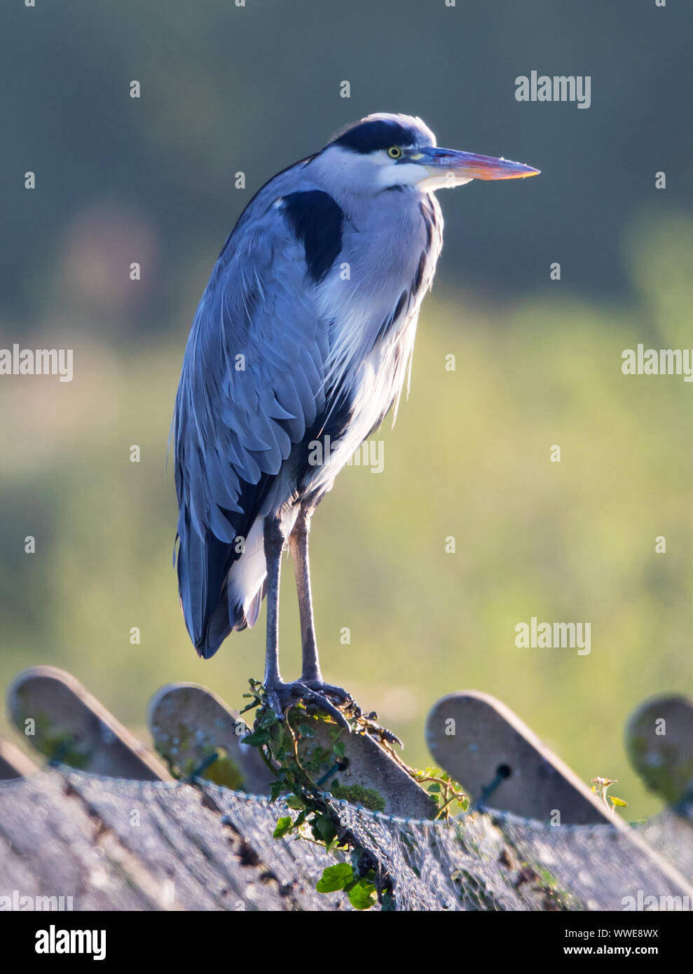 Sat on fence post hi-res stock photography and images - Alamy