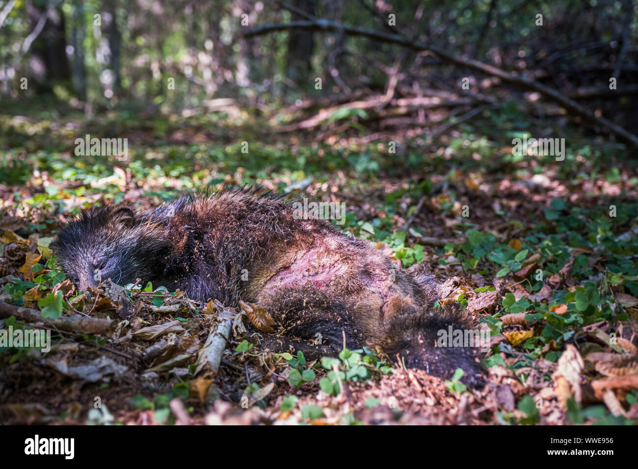 Raccoon population hi-res stock photography and images - Alamy