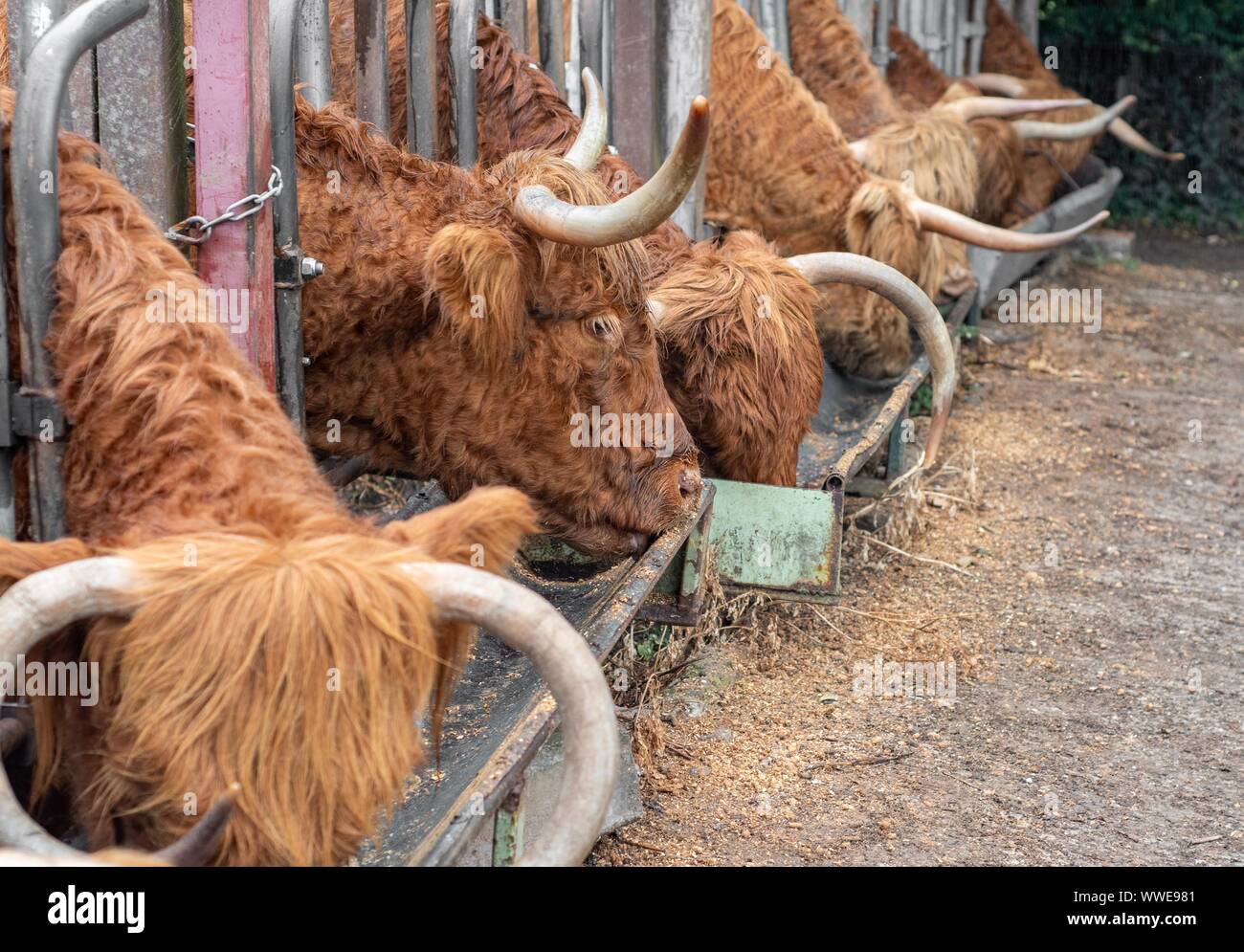 Highland cows spring hi-res stock photography and images - Alamy