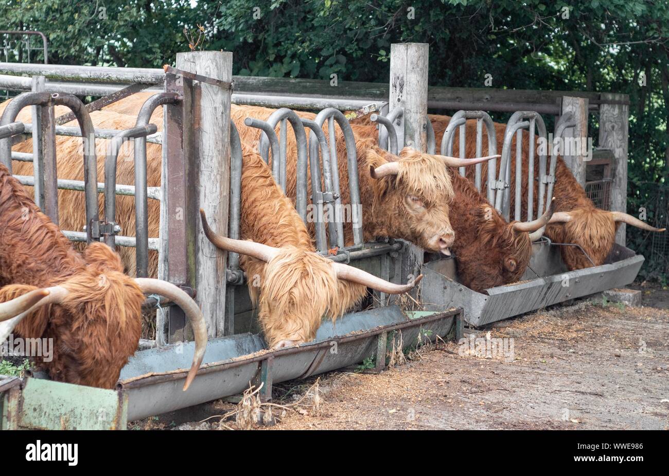 Highland cows spring hi-res stock photography and images - Alamy