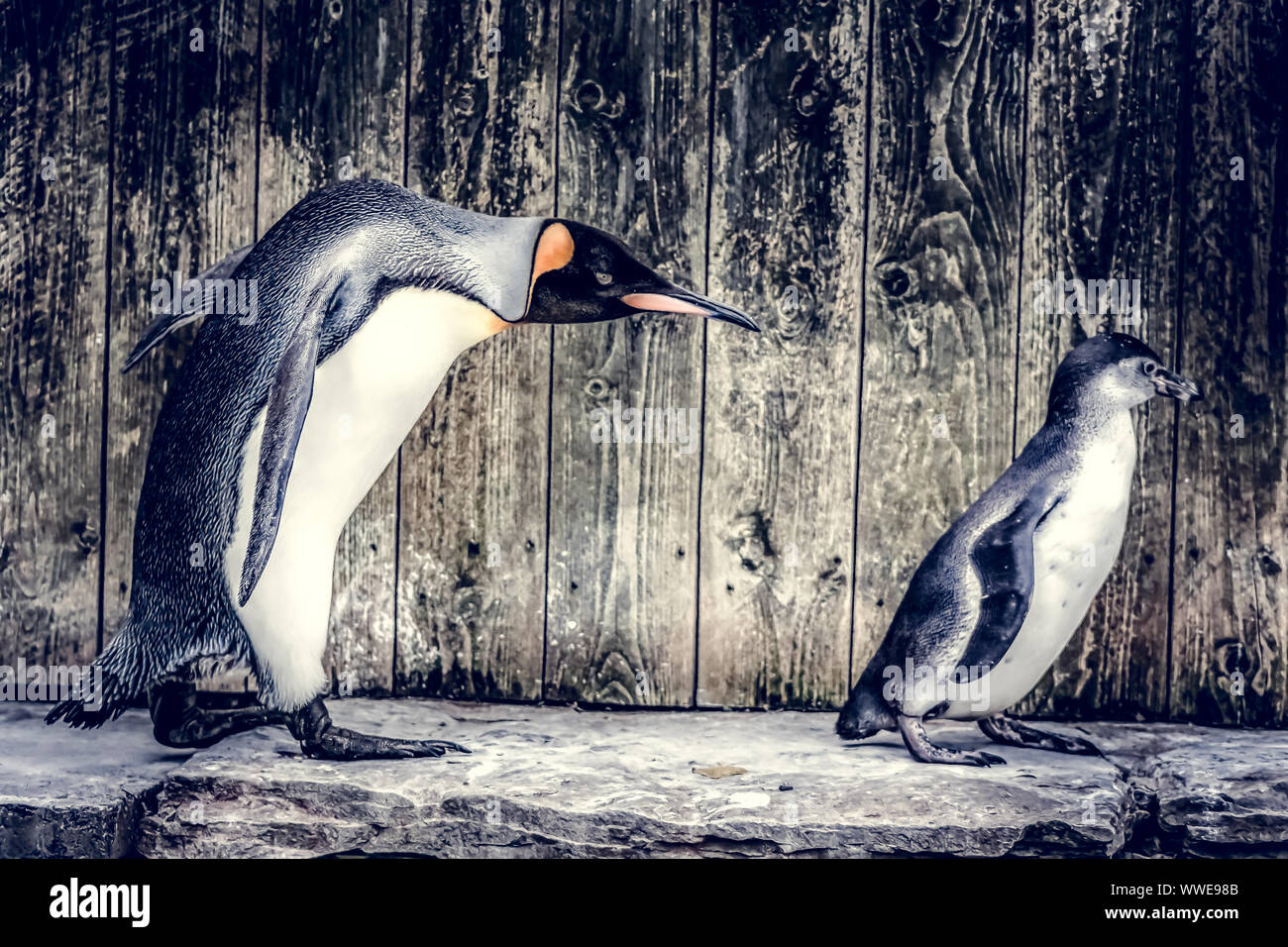 Birdland park hi-res stock photography and images - Alamy