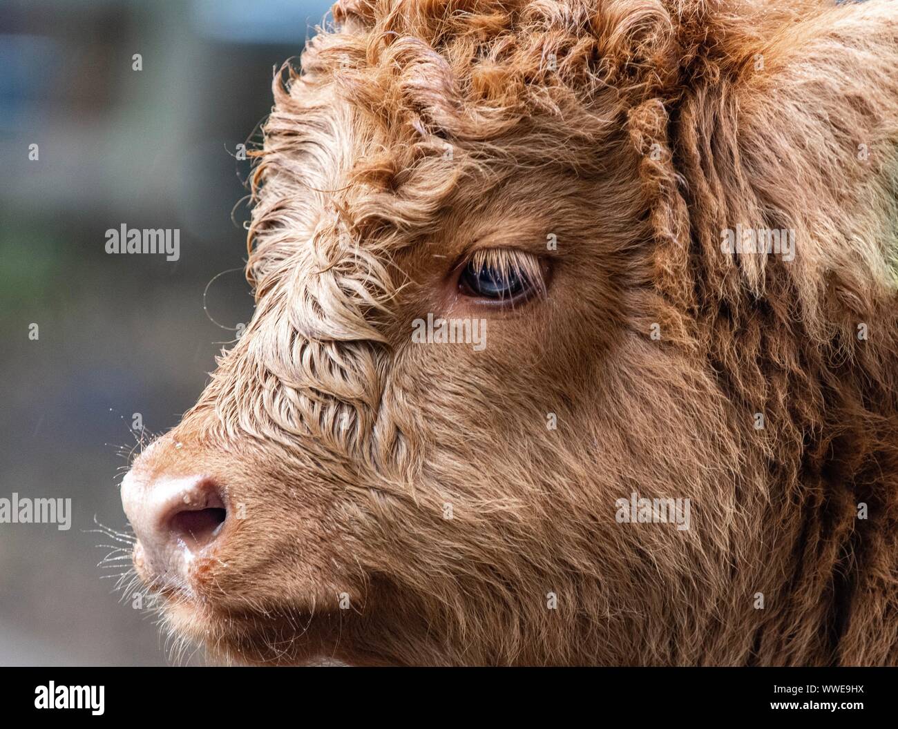 Highland cows spring hi-res stock photography and images - Alamy