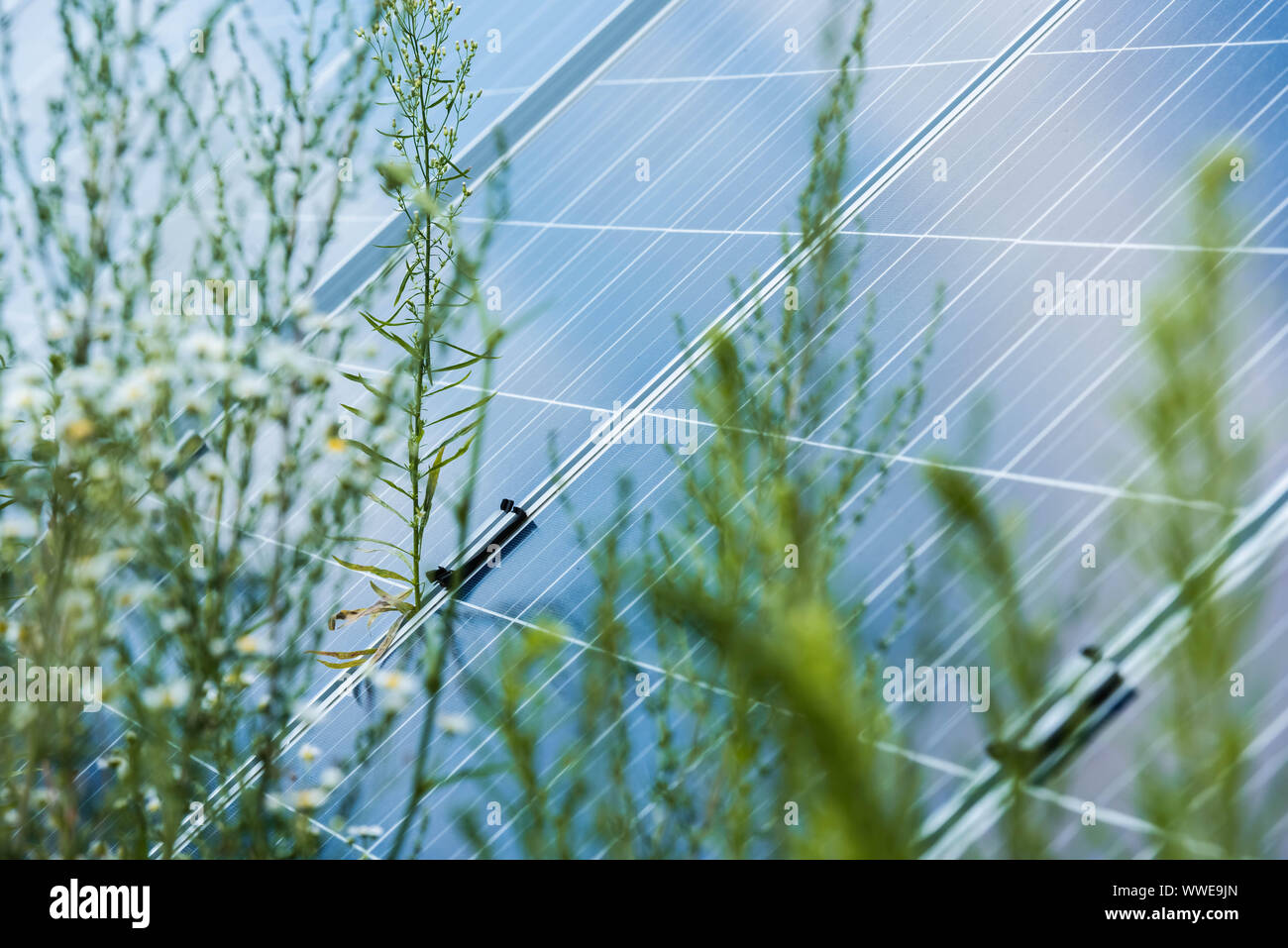 selective focus of blue solar energy batteries and flowers Stock Photo ...
