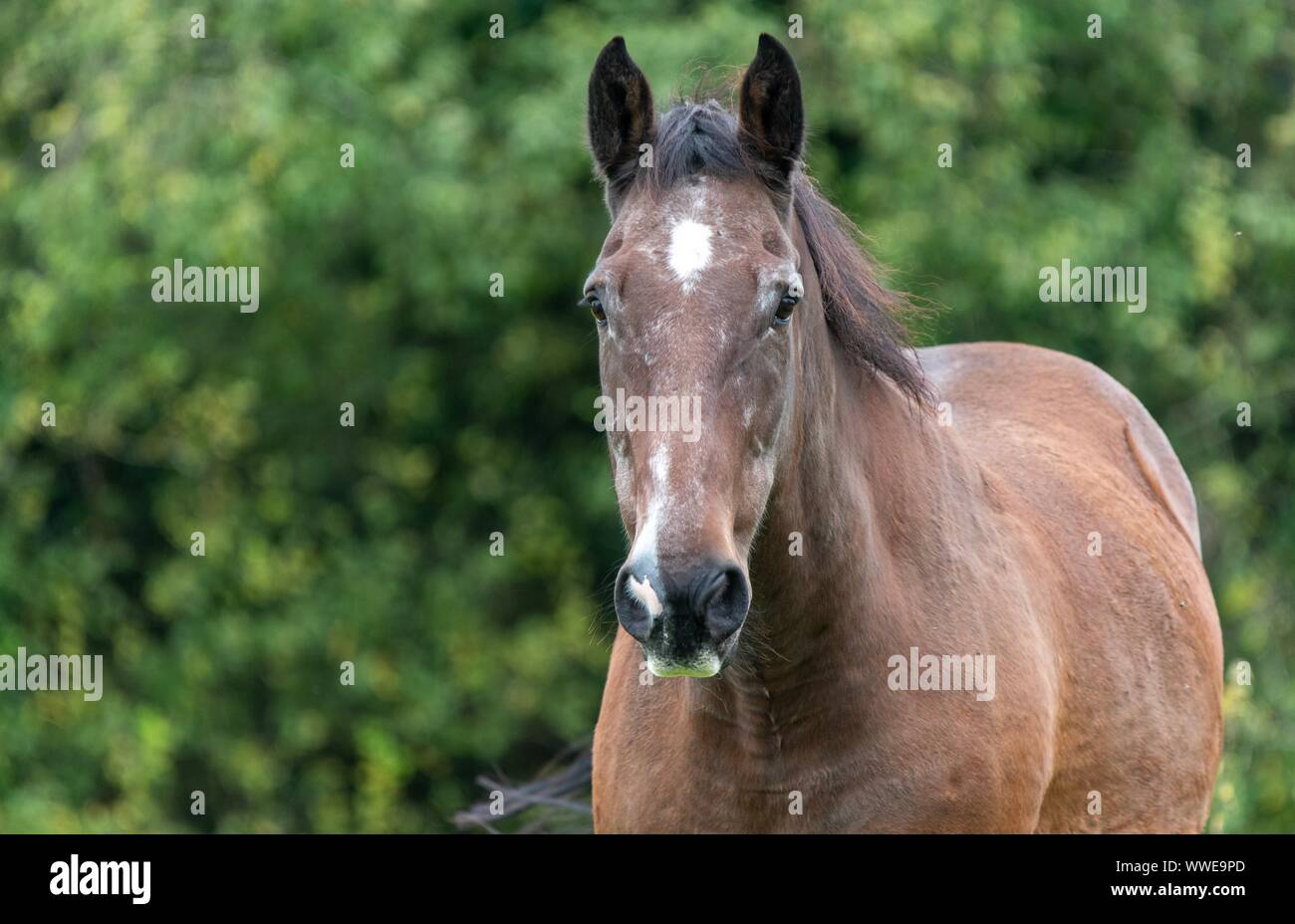 Pony brown horse close hi-res stock photography and images - Alamy