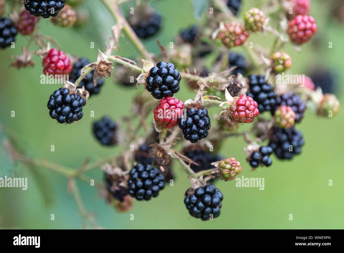 Blackberry fruit plant hi-res stock photography and images - Alamy