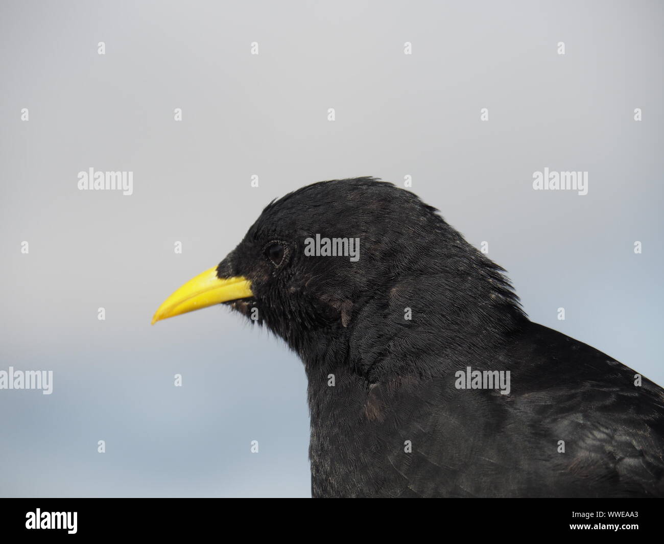 Alpendohle, Bergdohle (Pyrrhocorax graculus) auf dem Hohen Kasten ...