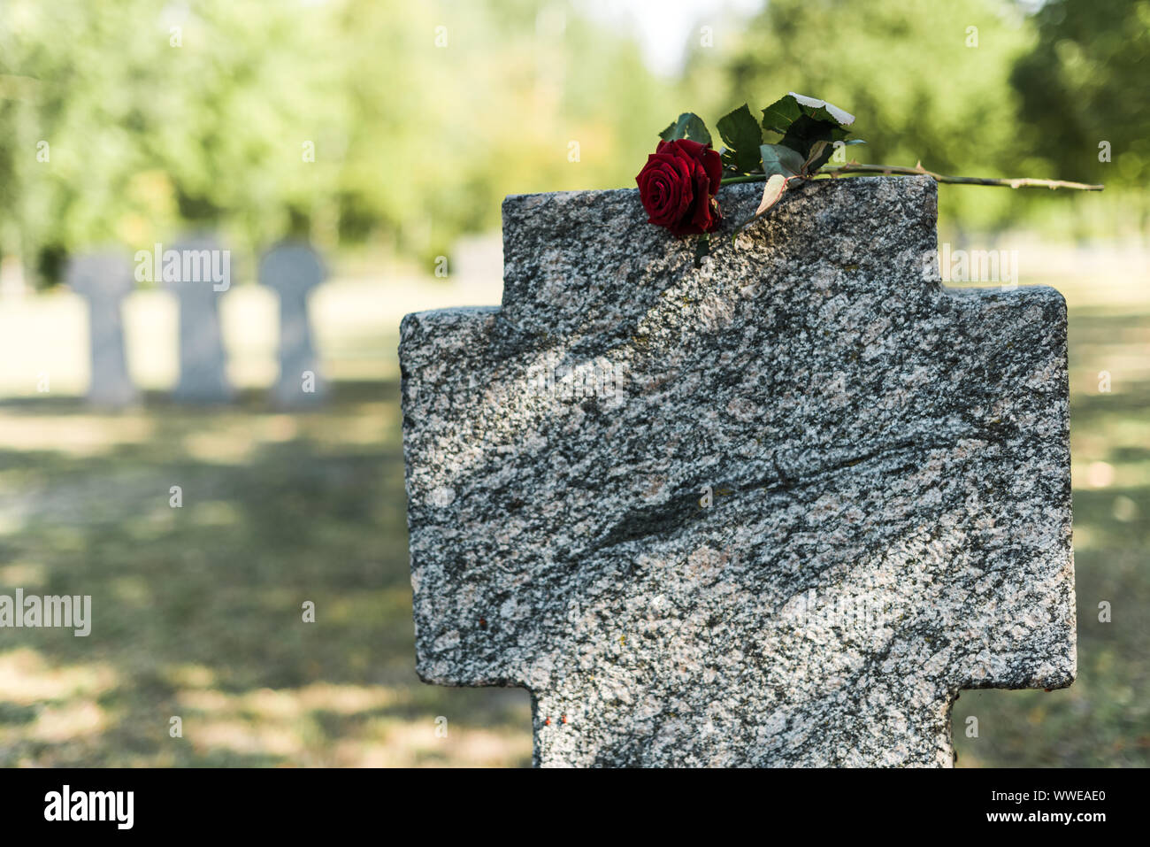 red rose on concrete tombstone in cemetery Stock Photo - Alamy