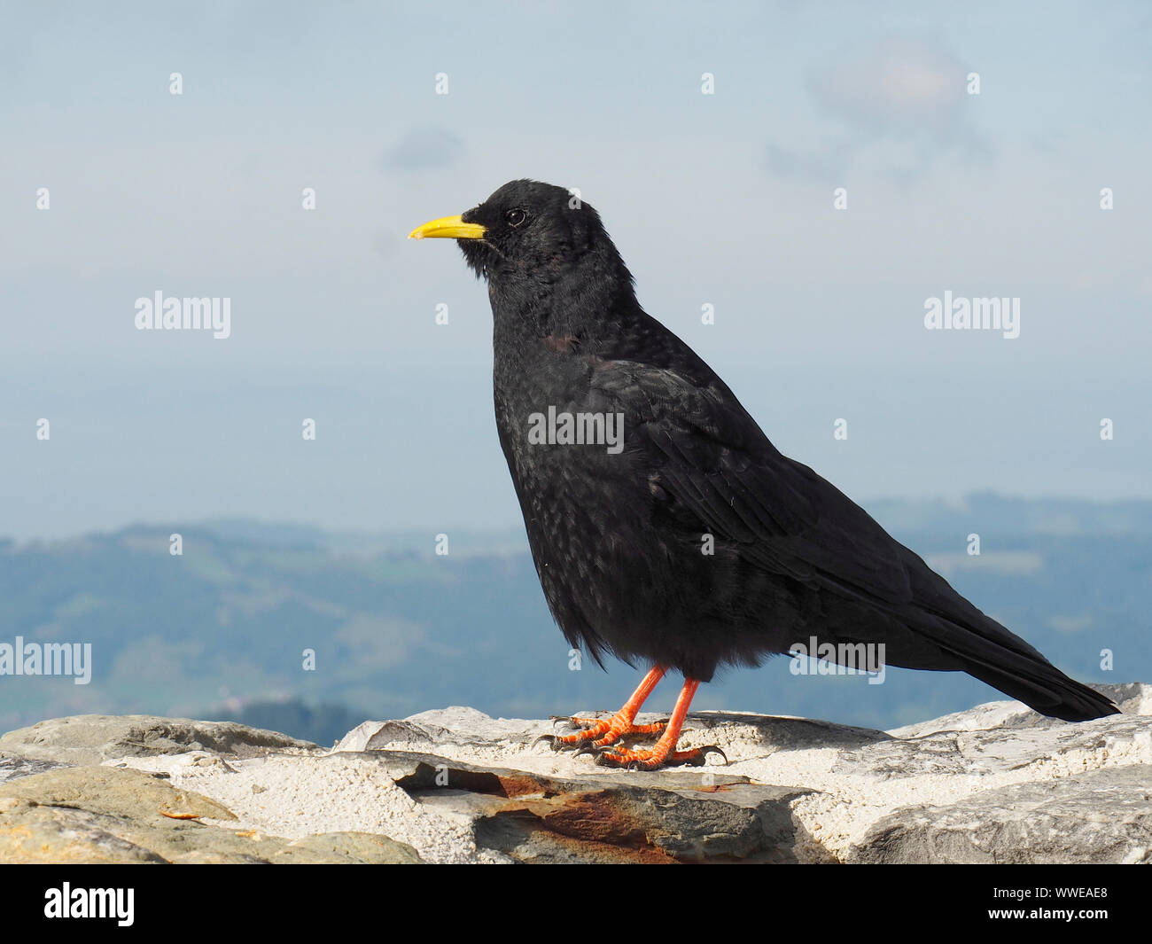 Schnabel st hi-res stock photography and images - Alamy
