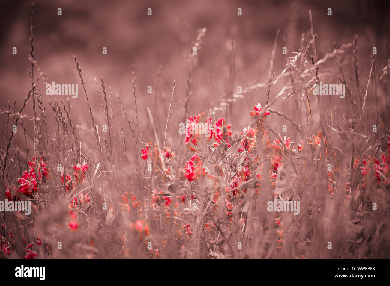 Tuscana High Resolution Stock Photography and Images - Alamy