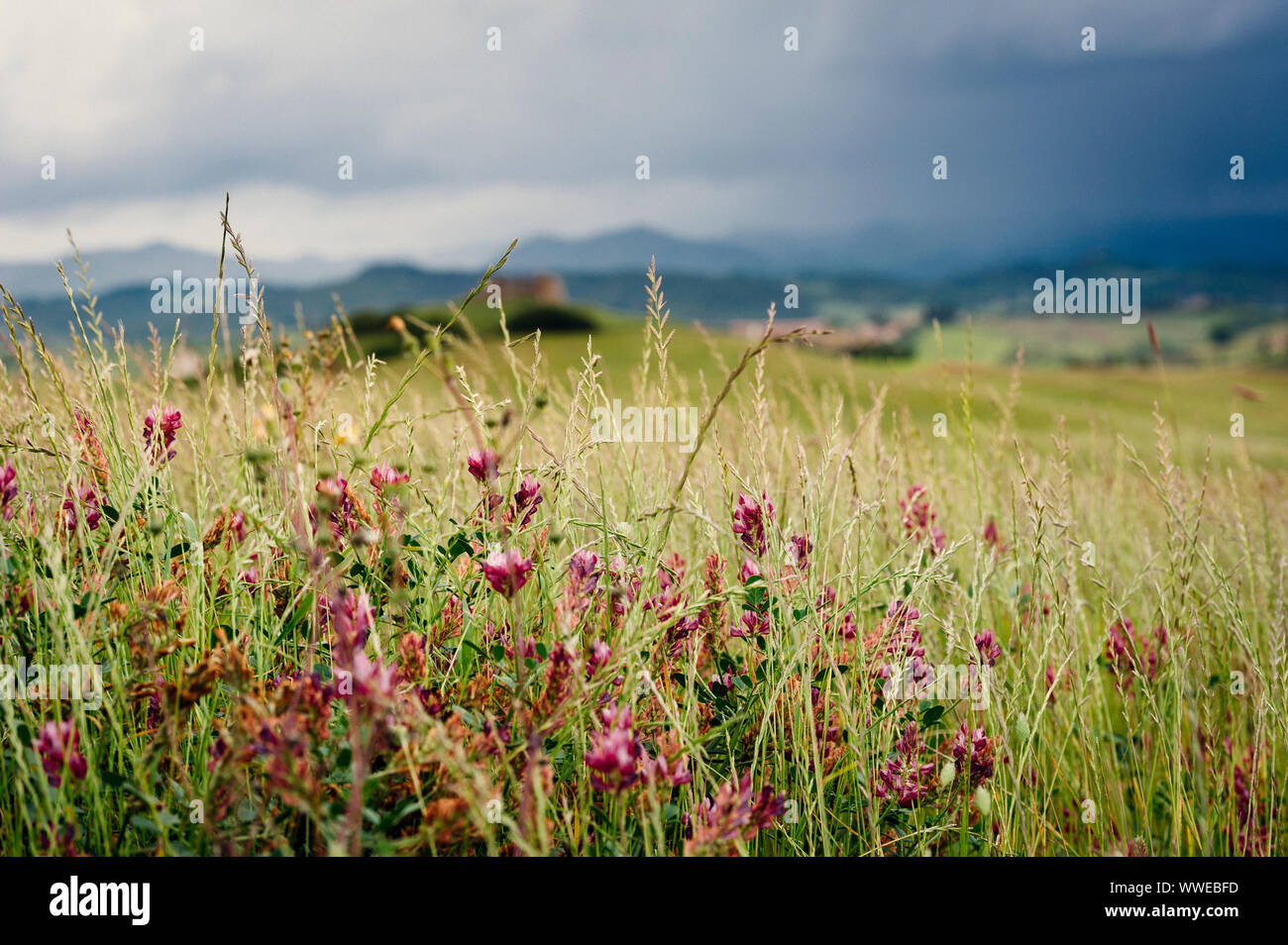 Tuscana hi-res stock photography and images - Alamy