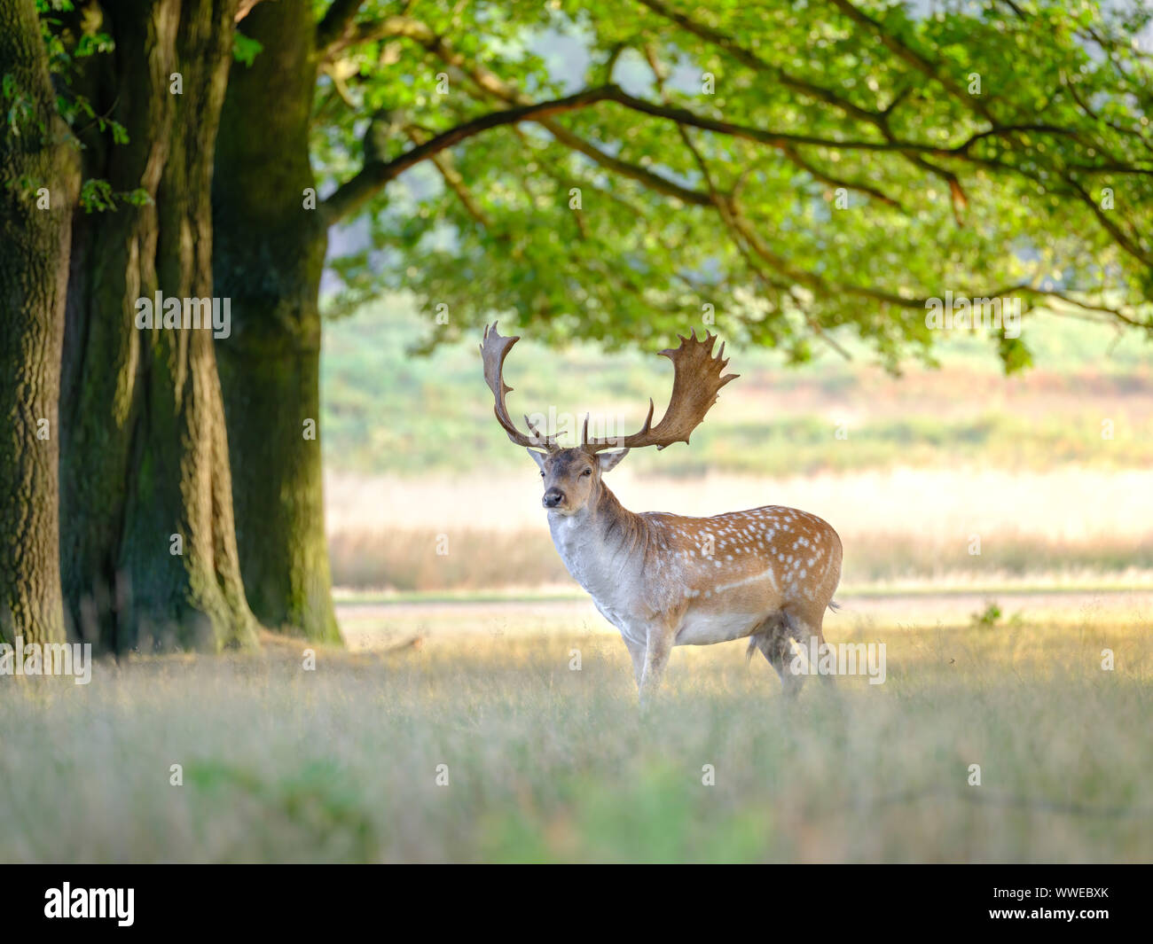 Deer in Richmond Park, London Stock Photo - Alamy