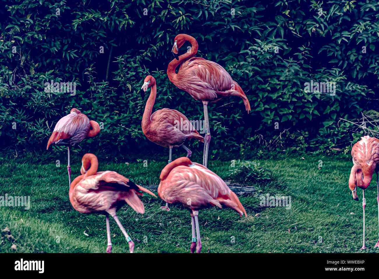 Birdland park hi-res stock photography and images - Alamy