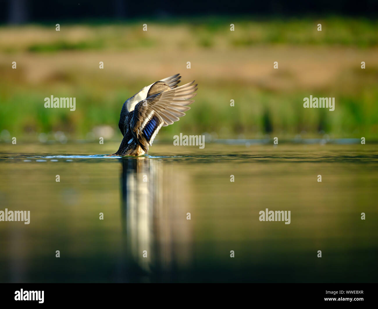 Duck on Lake, Richmond Park Stock Photo - Alamy