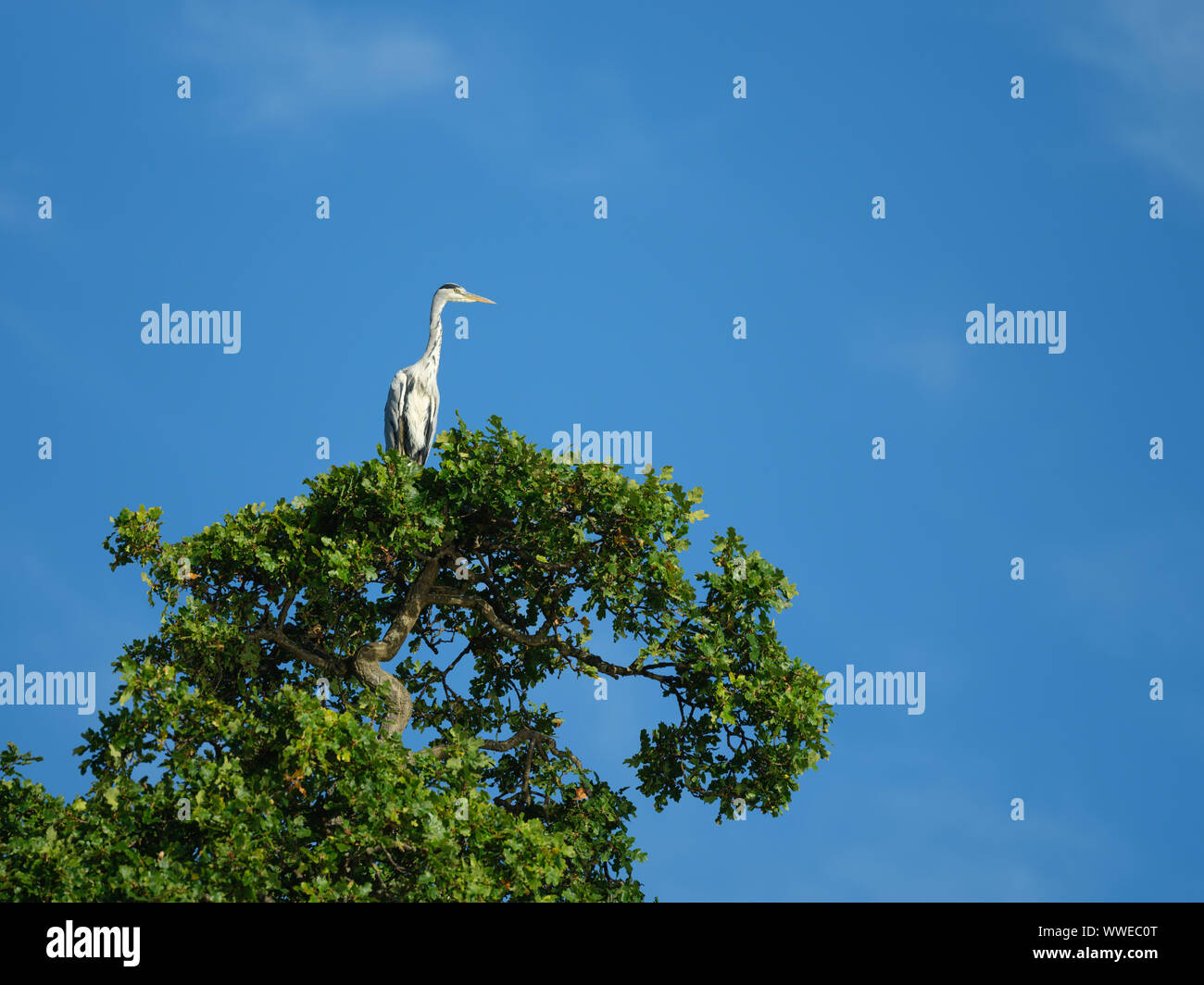 Richmond park heron hi-res stock photography and images - Alamy
