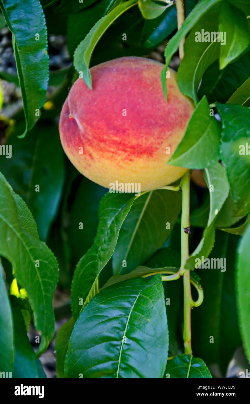 Peach tree branch or Prunus persica with single ripe fruit, recommended ...