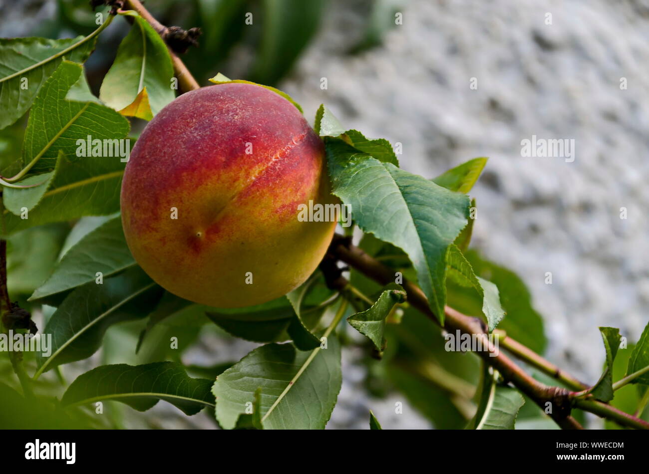 Prunus persica of red hi-res stock photography and images - Alamy