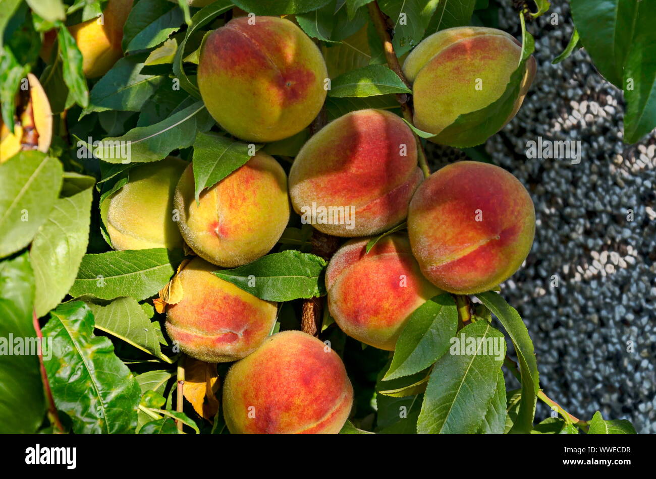 Peach prunus persica branch leaves hi-res stock photography and images ...