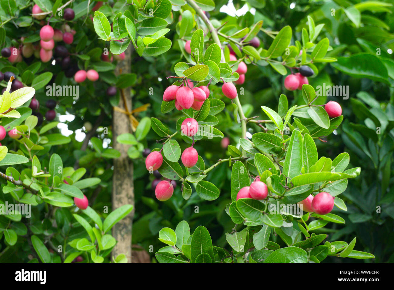 Koromcha tree hi-res stock photography and images - Alamy