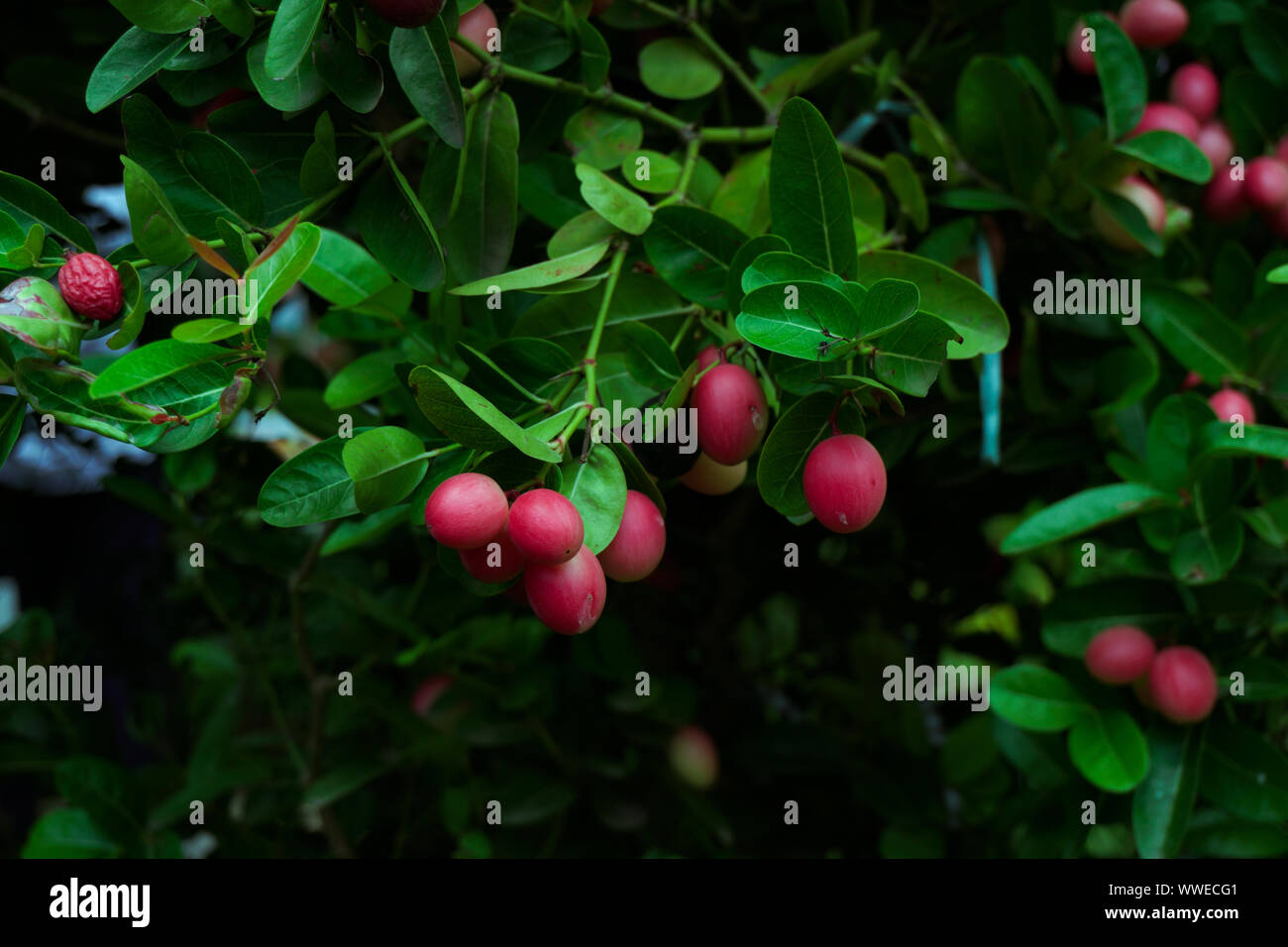 Carissa carandas, Carunda, Karonda seeds ripe pink or red colorful ...