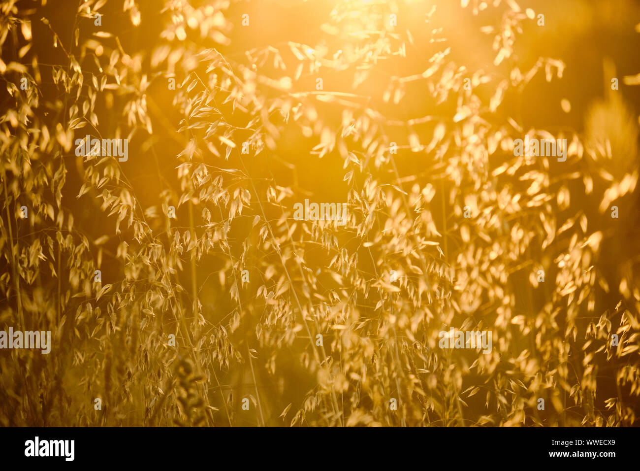 Overgrown hay field hi-res stock photography and images - Alamy