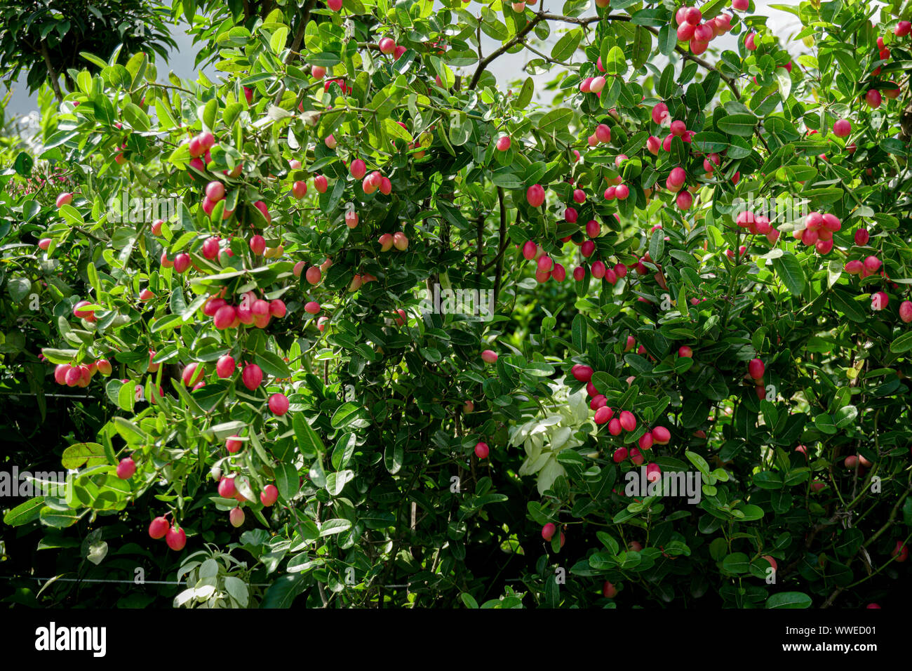 Carunda or Karonda bunch ripe pink or red fruit with droplet,herb or ...