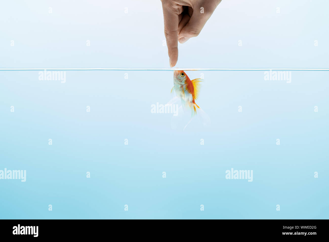 Man with goldfish hi-res stock photography and images - Alamy