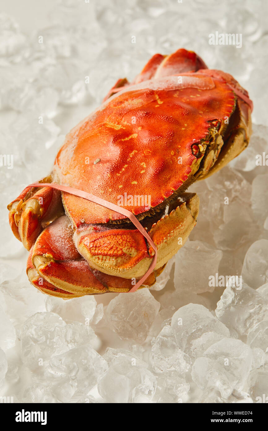 frozen uncooked tied up crab on ice cubes Stock Photo - Alamy