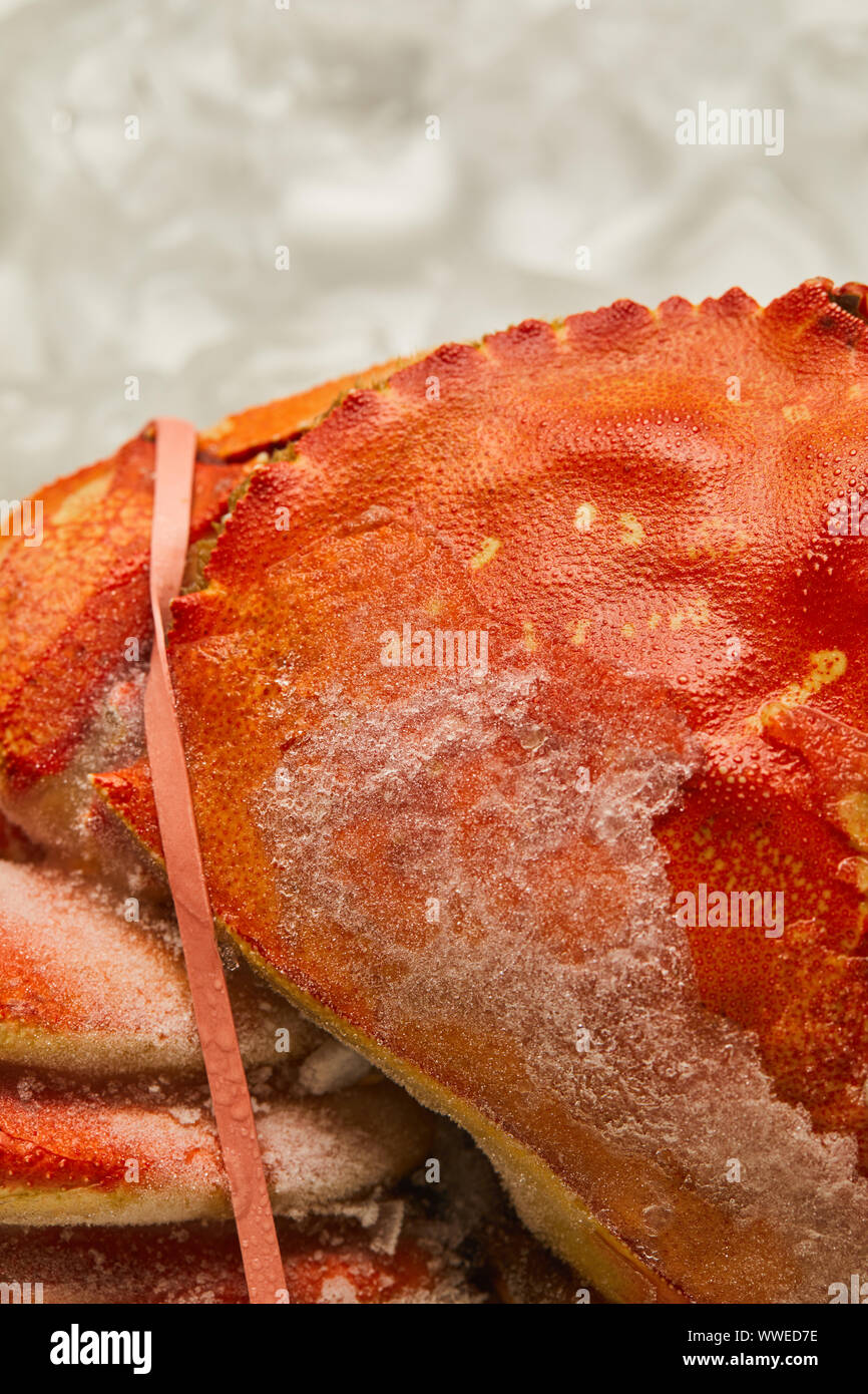 close up view of frozen raw tied up crab with solid shell on ice cubes ...