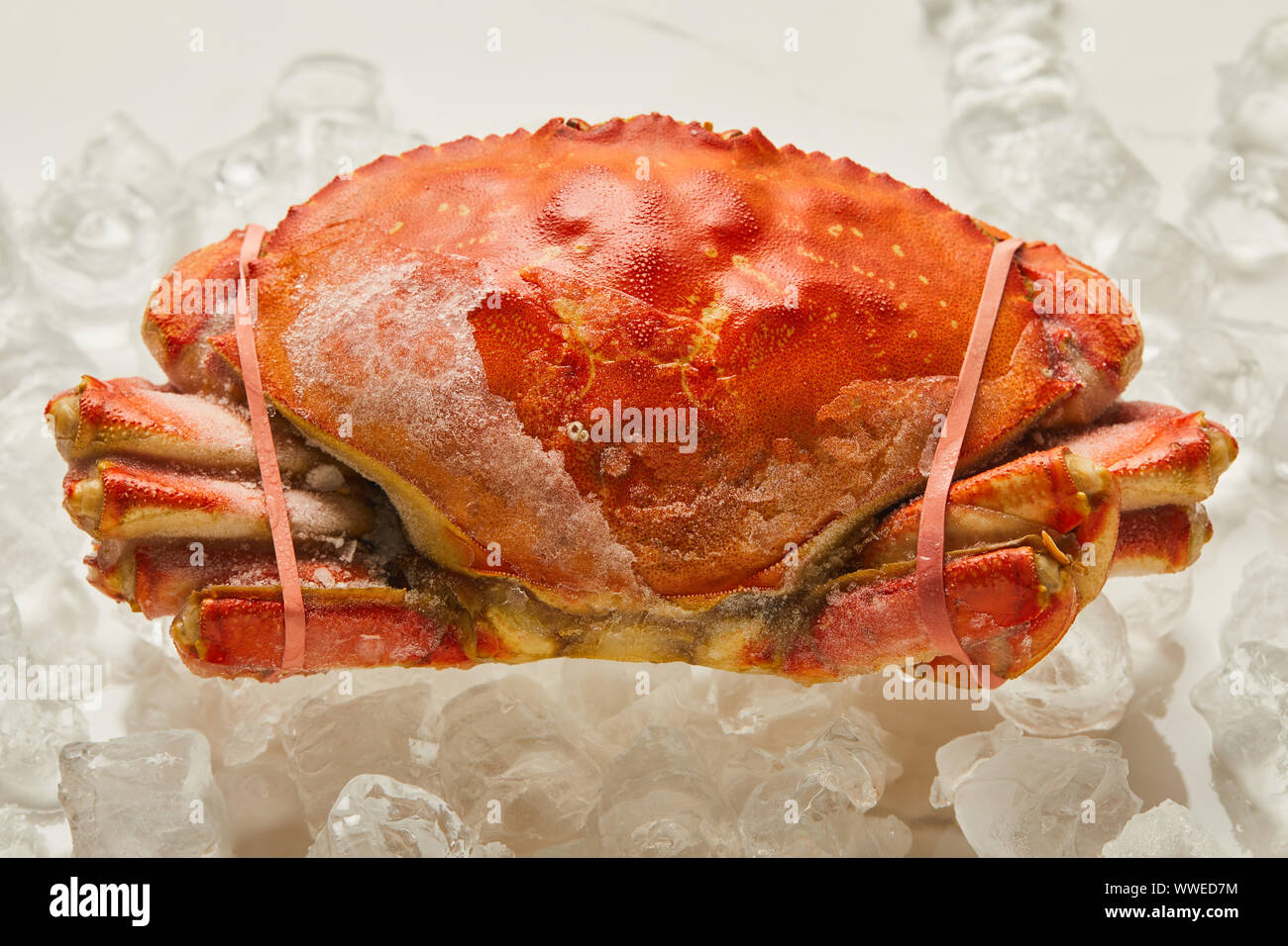 frozen raw tied up crab with solid shell on ice cubes on white Stock ...