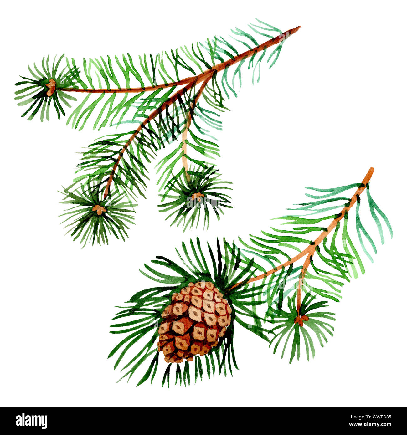 Branches of spruse and pine. Watercolor background illustration set ...