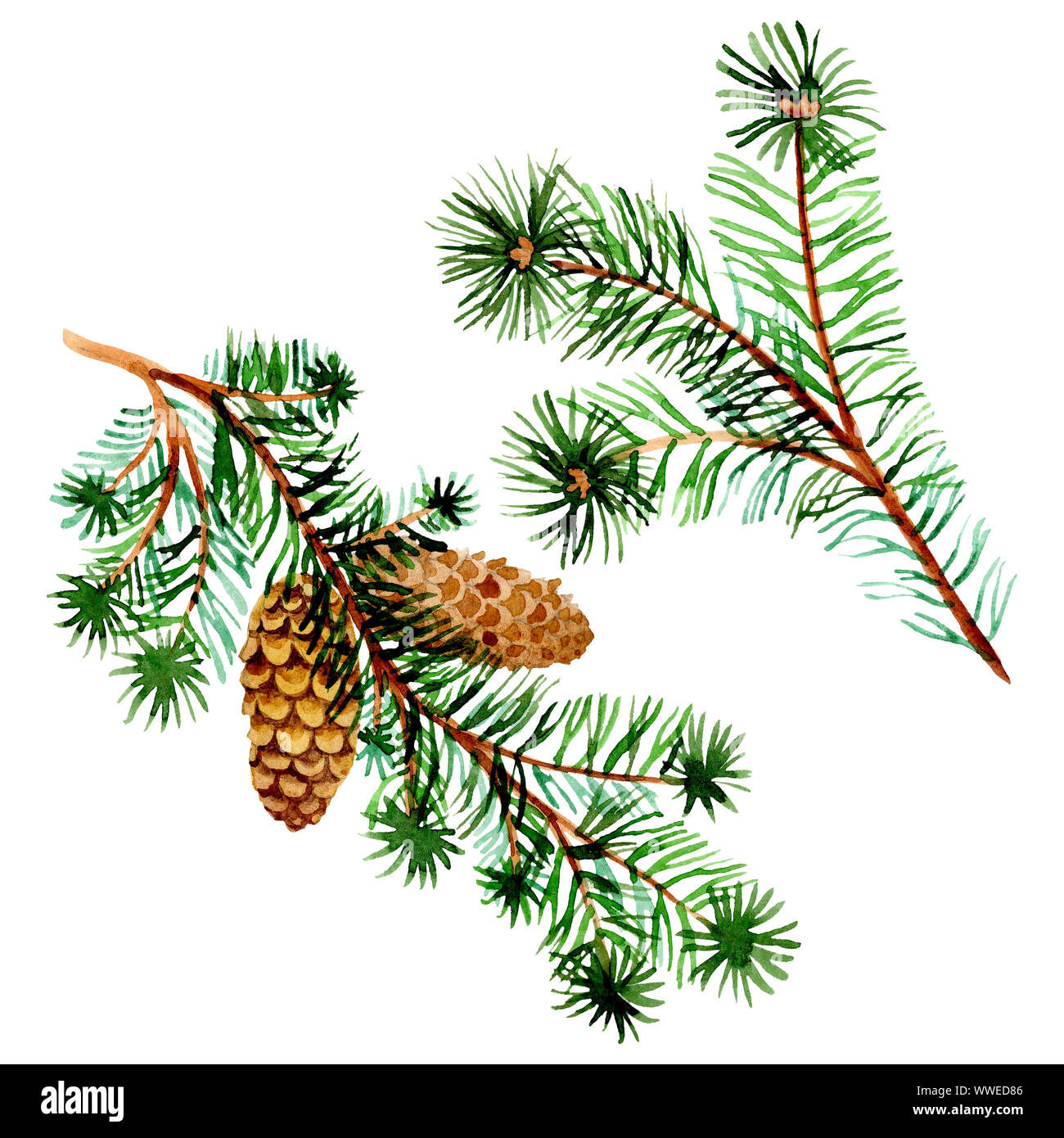 Branches of spruse and pine. Watercolor background illustration set ...
