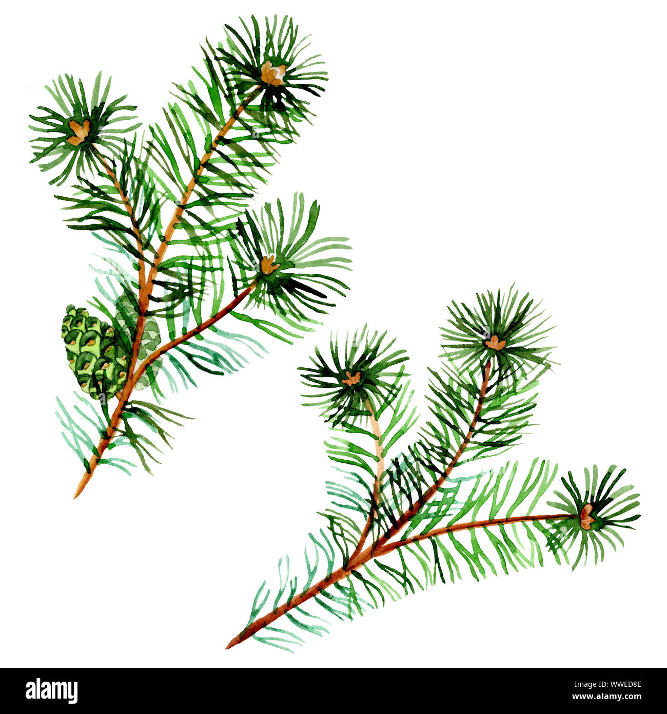 Branches of spruse and pine. Watercolor background illustration set ...