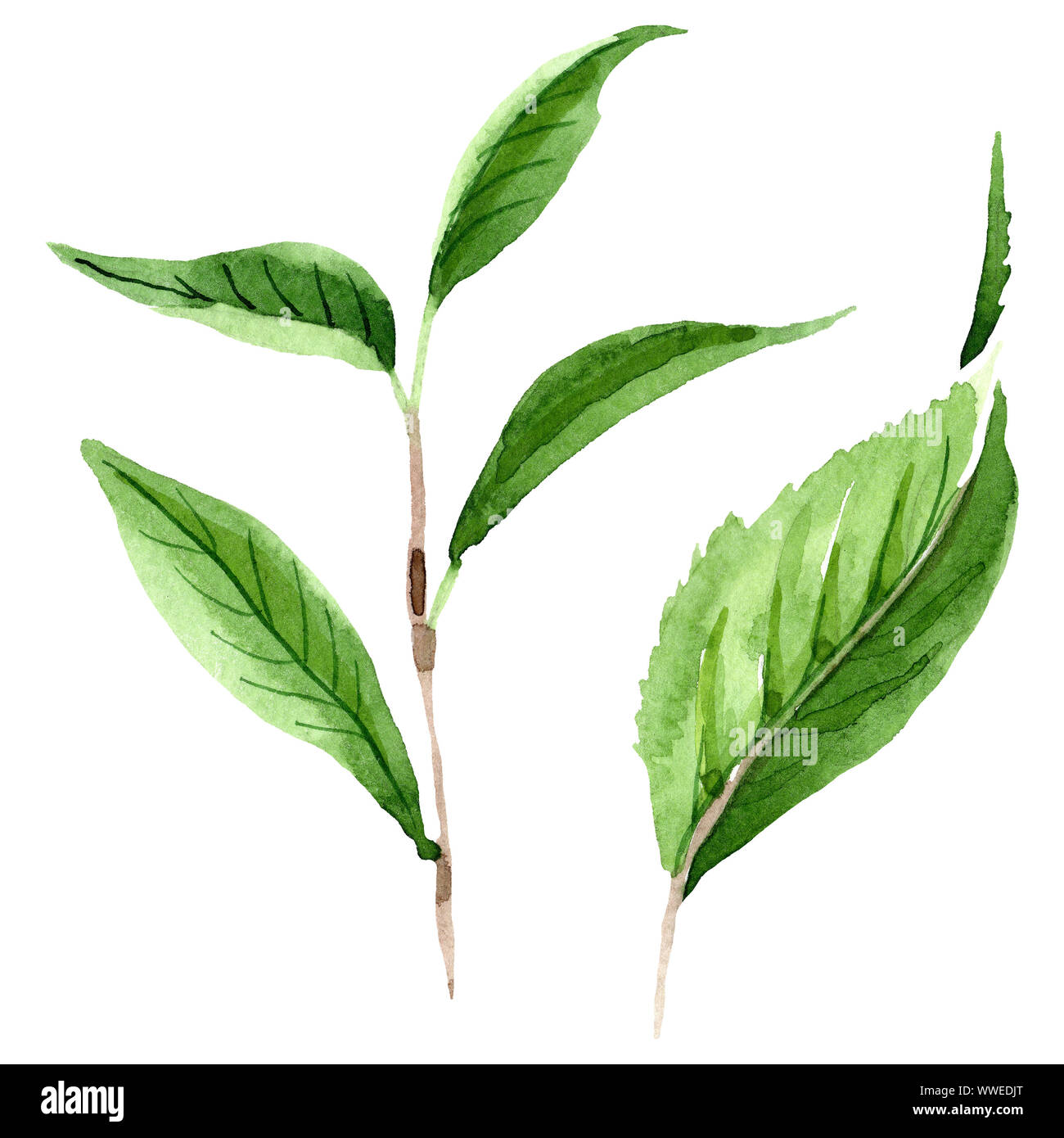 Green tea leaves. Watercolor background illustration set. Isolated leaf ...