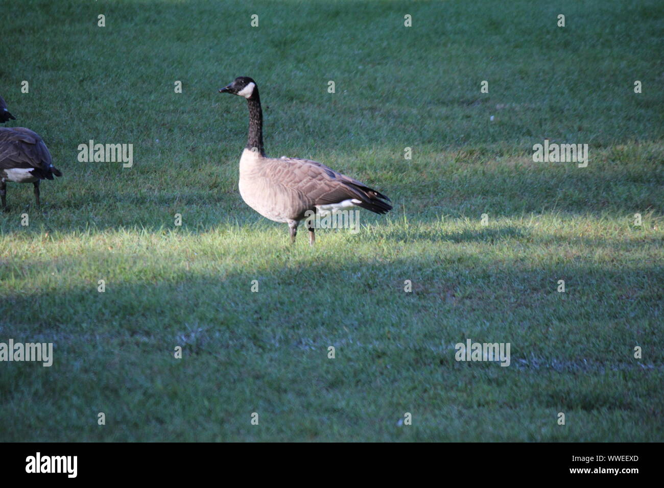 Wild Canadian geese walking around a green lawn Stock Photo - Alamy