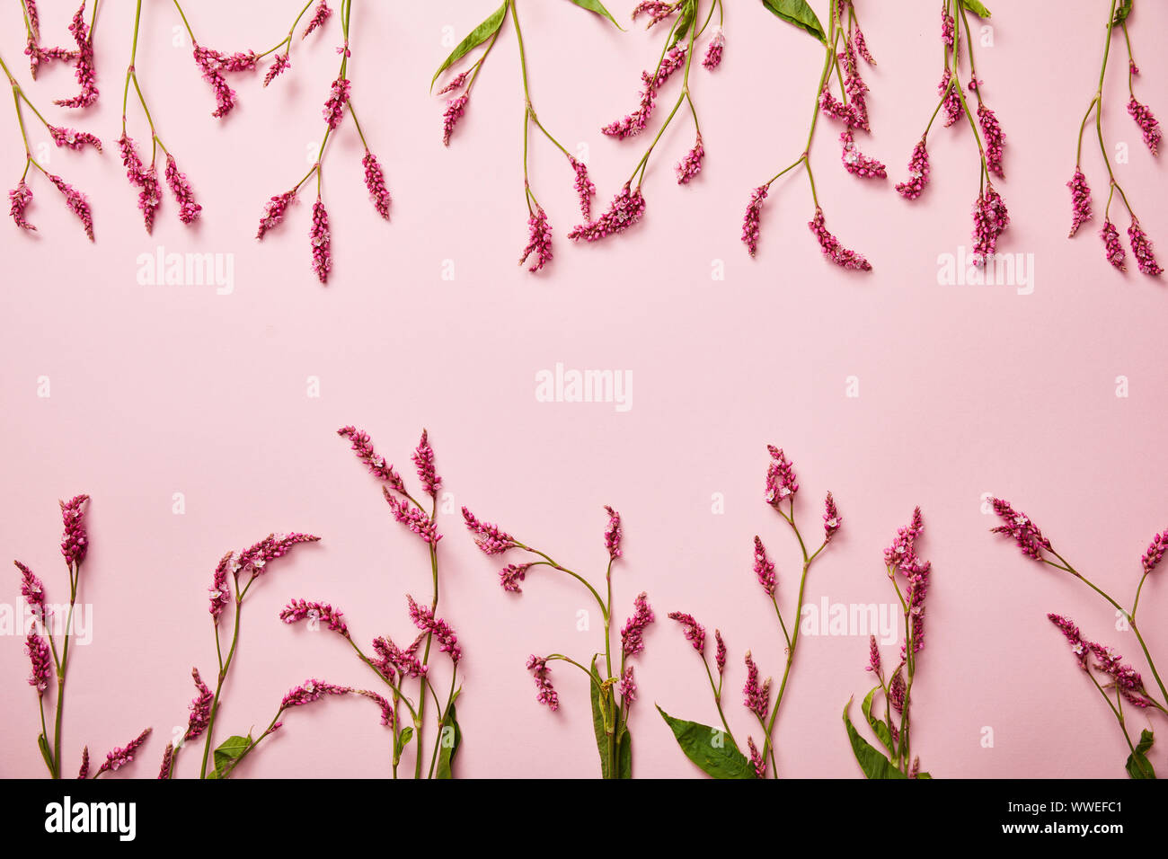 top view of wildflower sprigs on pink background with copy space Stock ...